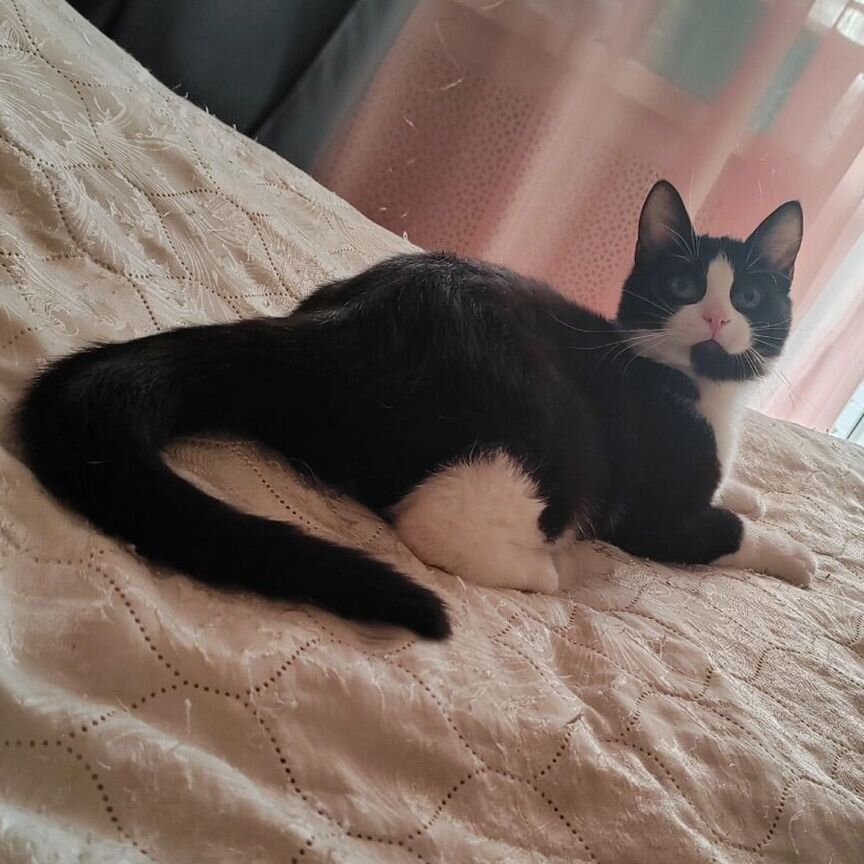 Котенок мальчик