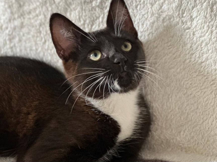 Чудесный котенок черно-белого окраса Мимино