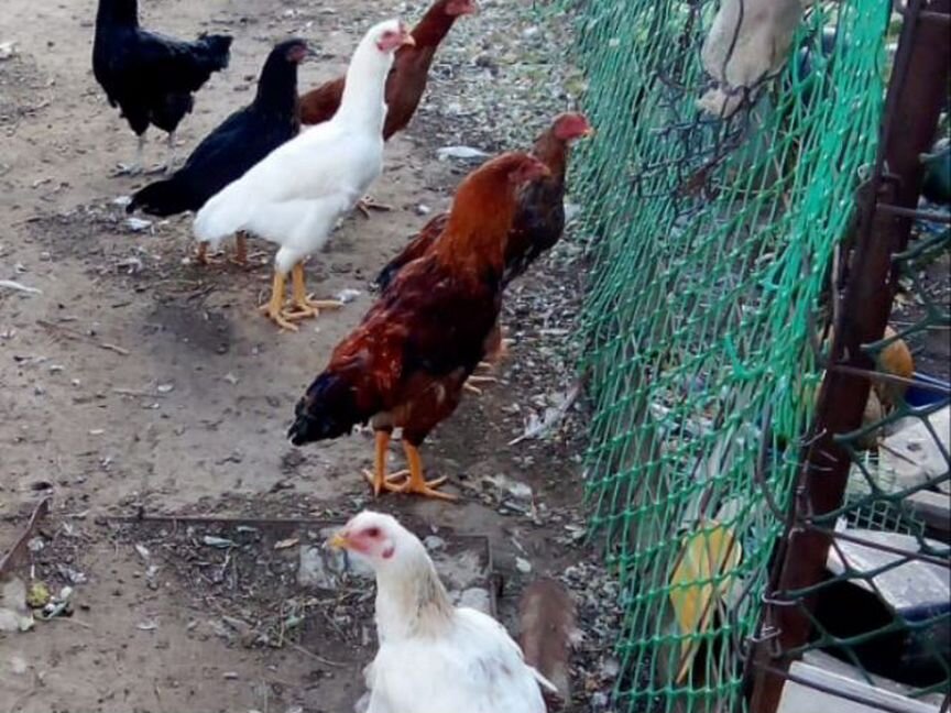 Бойцовые куры