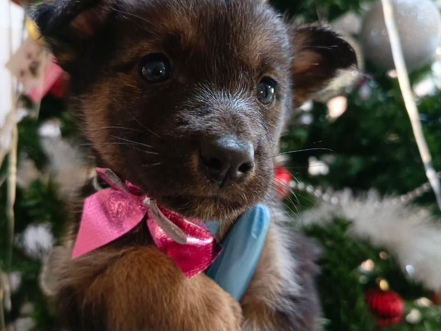 Щеноки в добрые руки