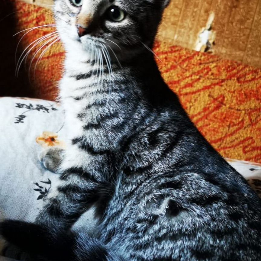 Котенок девочка