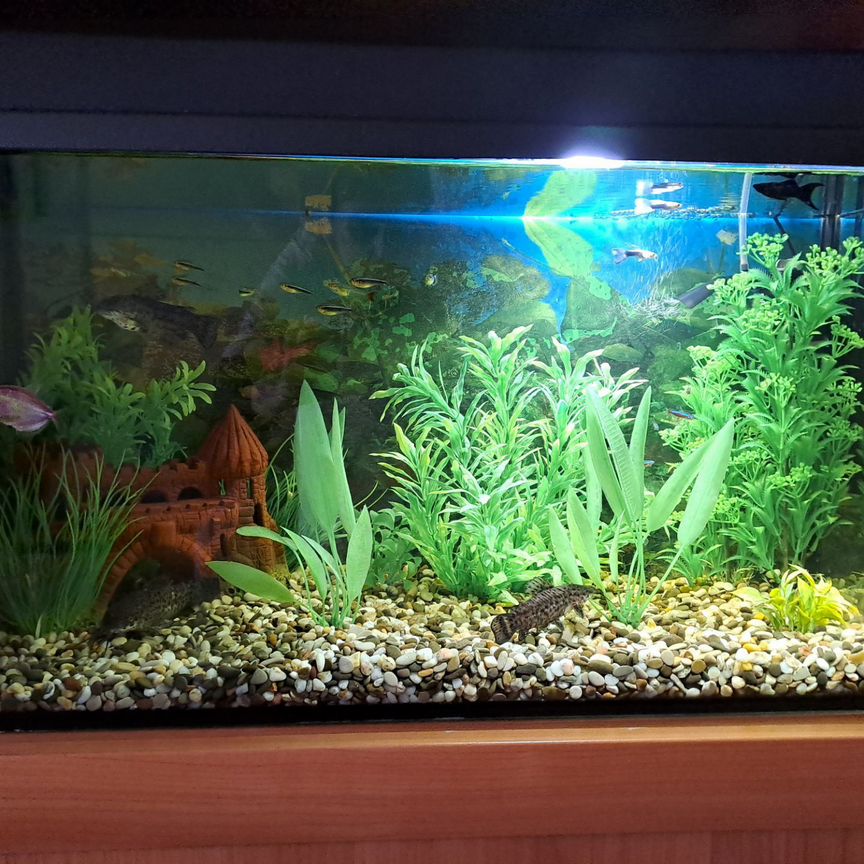 Аквариум с крышкой и подсветкой