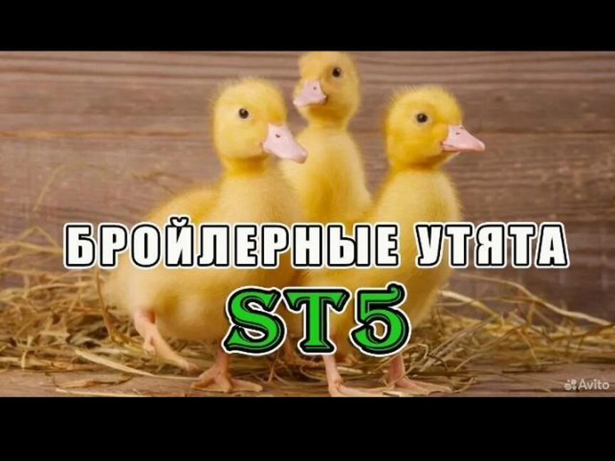 Утята st5