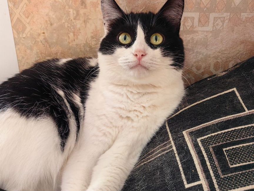 Кошечка Маша в добрые руки