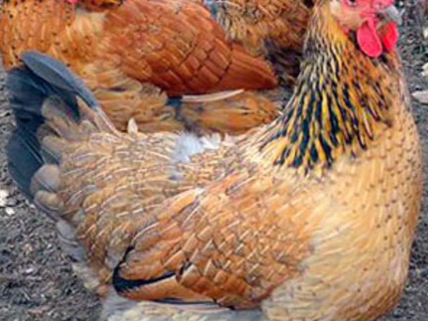 Куры Кучинской юбилейной породы