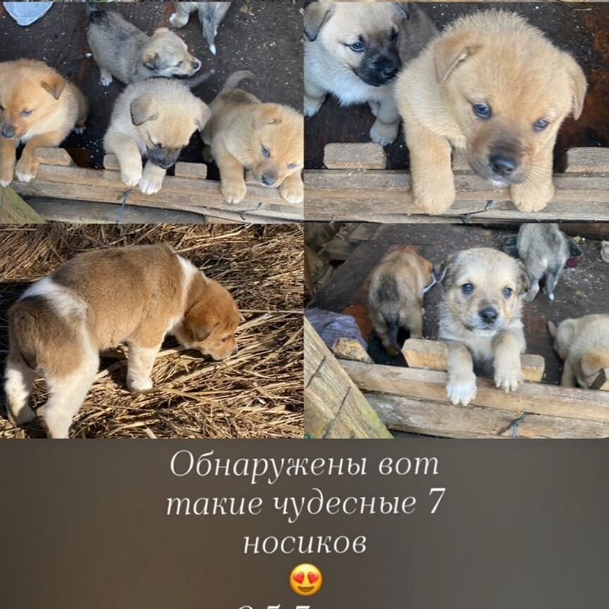 Щенки в дорые руки