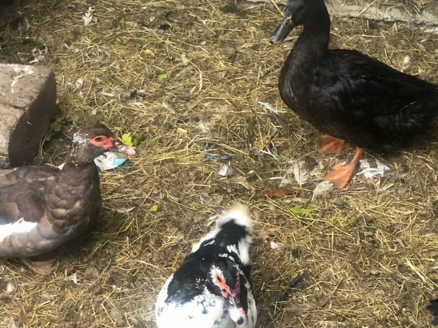 Утки и Петух