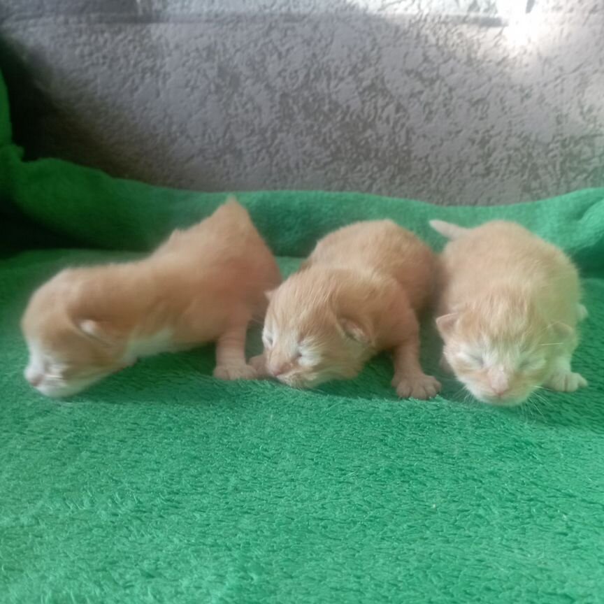 Сибирские котята
