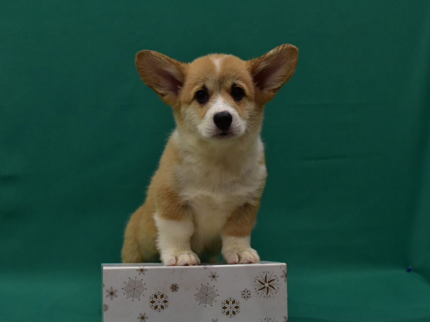 Коржики пемброки