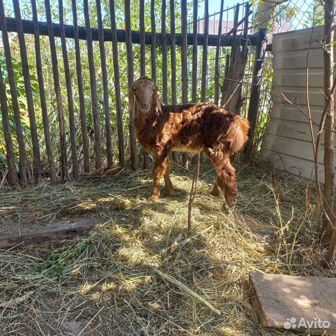 Ягненок барашек