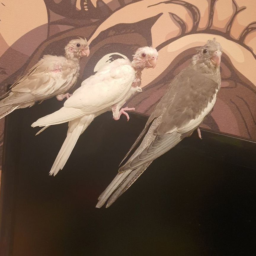 Кореллы безщекие