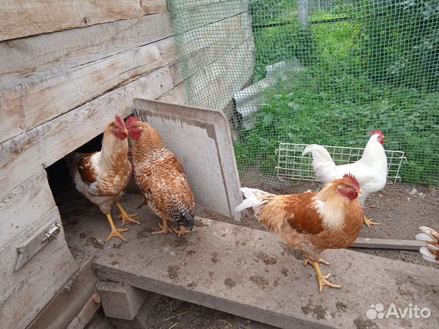 Продаю петухов мясо яичной породы 6 месяцев