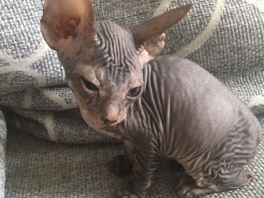 Донской сфинкс