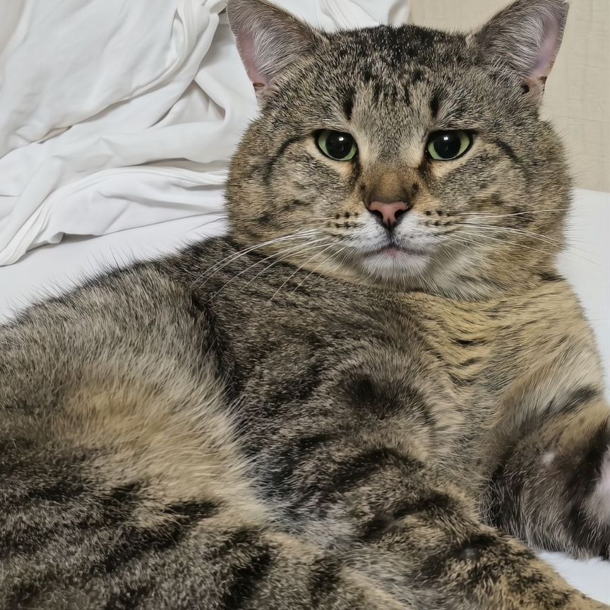 Европейский короткошёрстный, взрослый кот