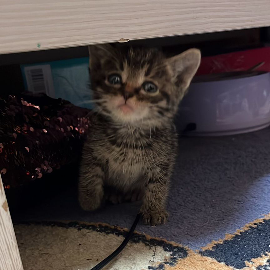 Котенок