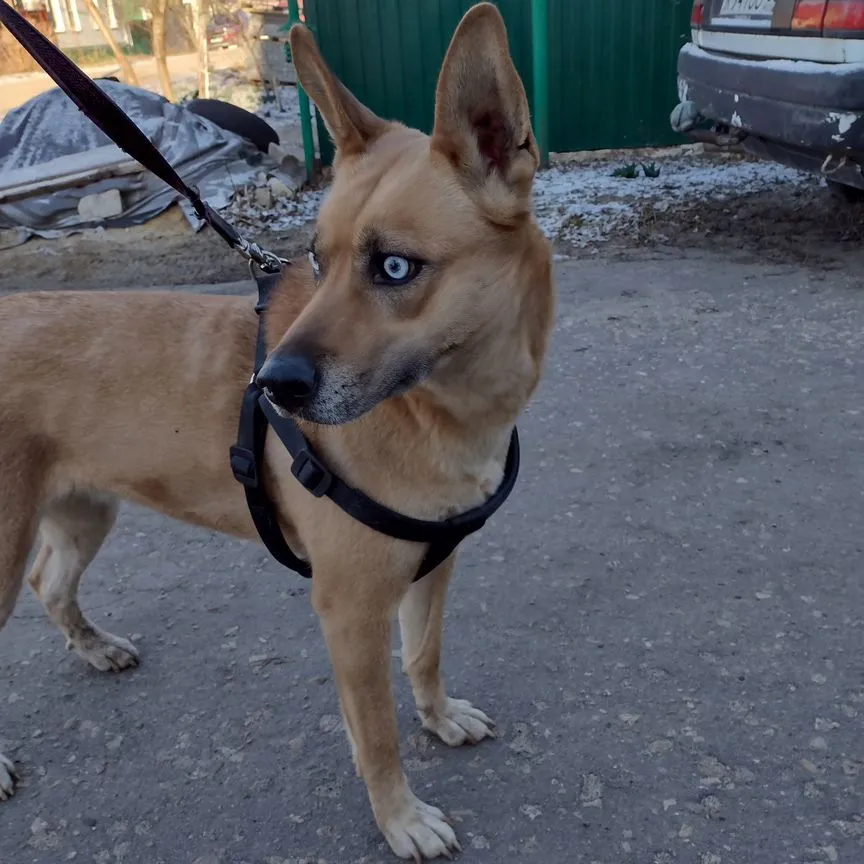 Собака ищет семью