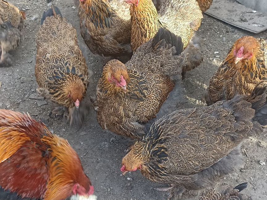 Куры молодки