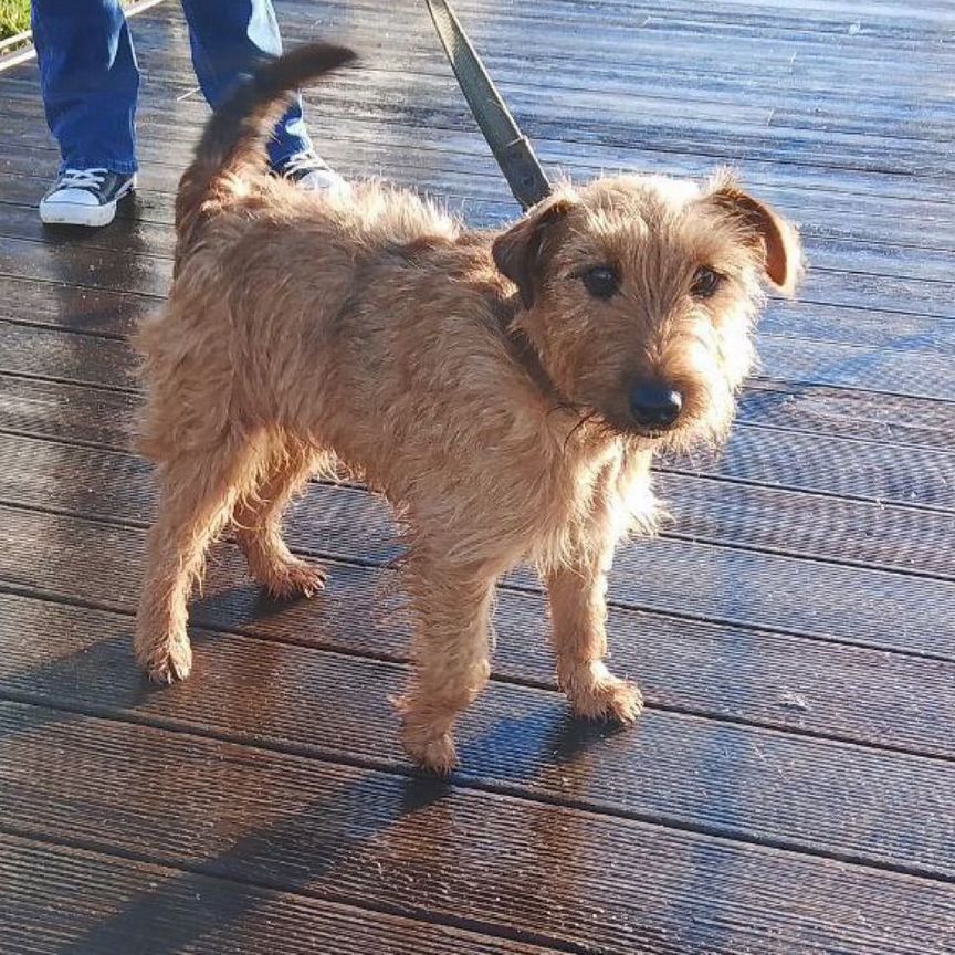 Собака в добрые руки