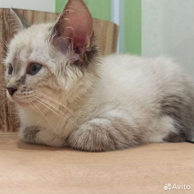 Котёнок тайский сиамский сноу шу Maльвuнa в дар