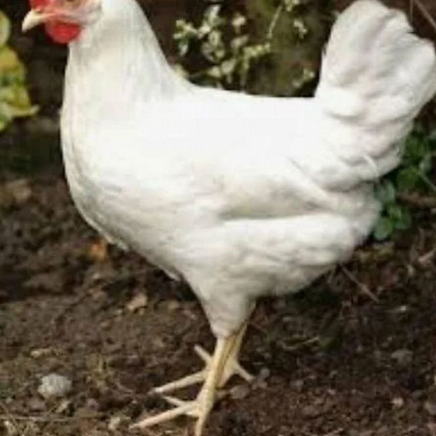 Куры несушки