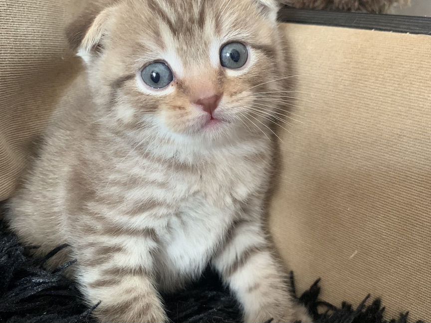 Шоколадные котята