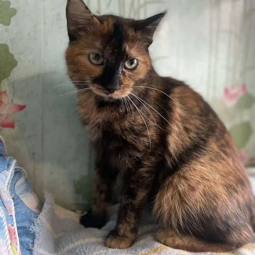 Взрослая, кошка в добрые руки