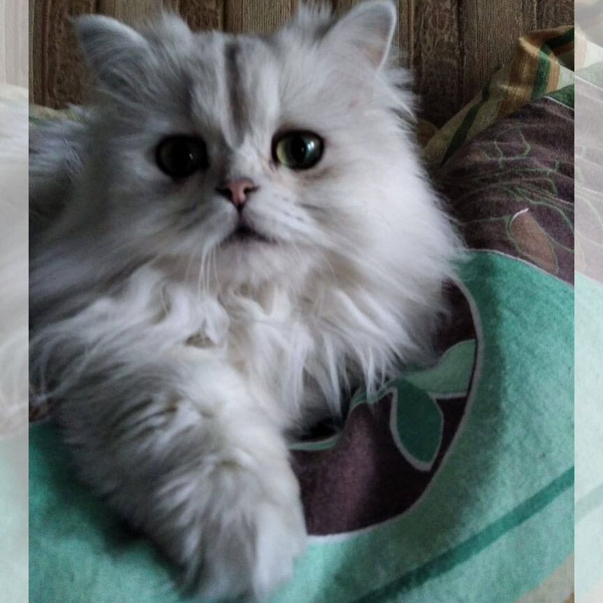 Взрослая, кошка в добрые руки