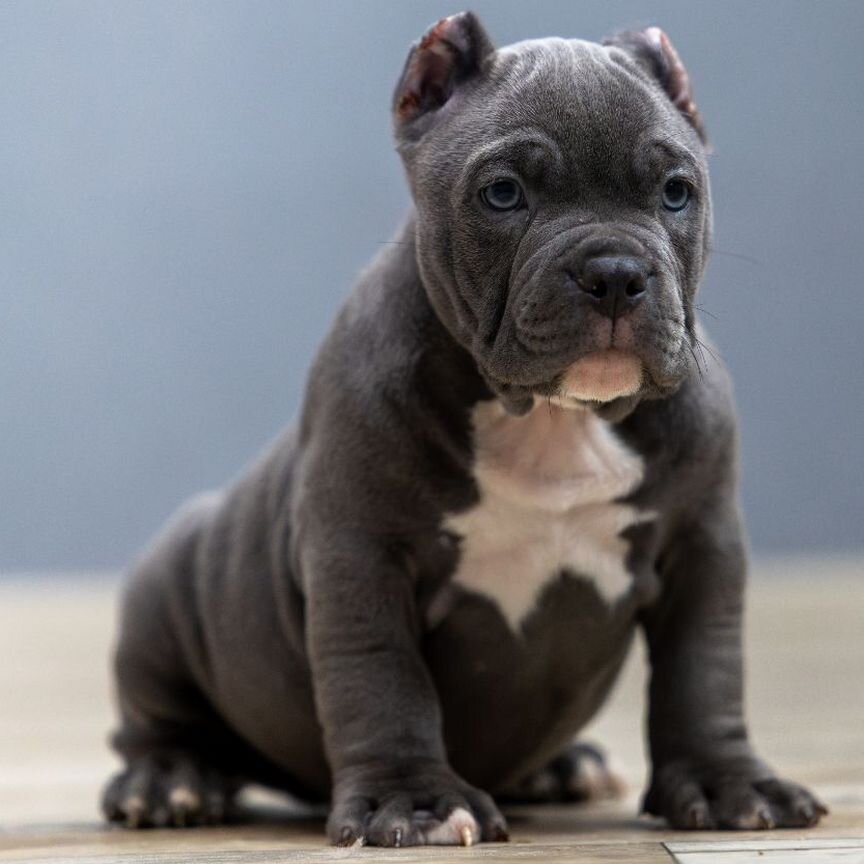 Американский булли, щенок