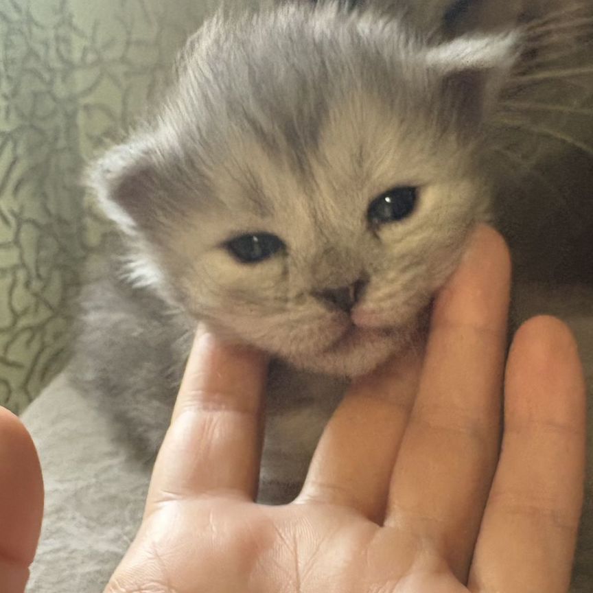 Шотландский вислоухий короткошёрстный котёнок