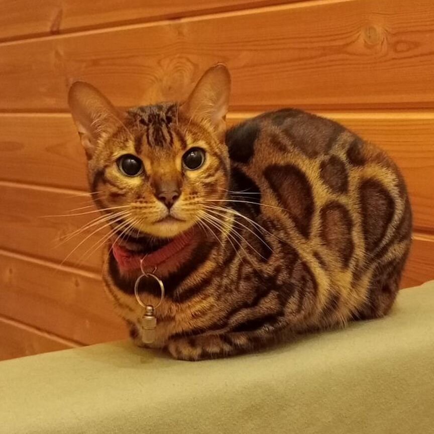 Бенгальская, взрослая кошка