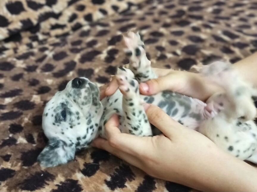 Щенки далматина