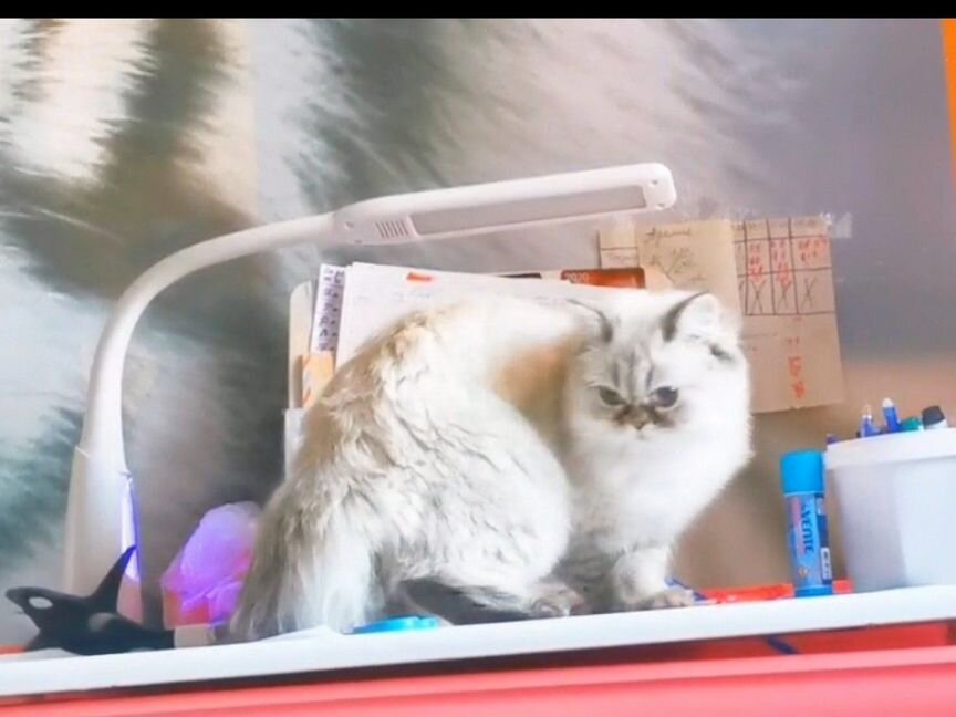 Шотландская длинношерстная синеглазая