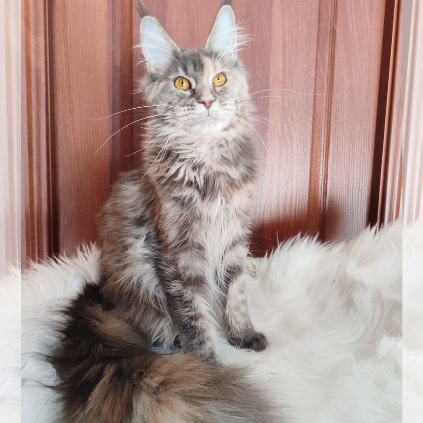 Мейн-кун котёнок