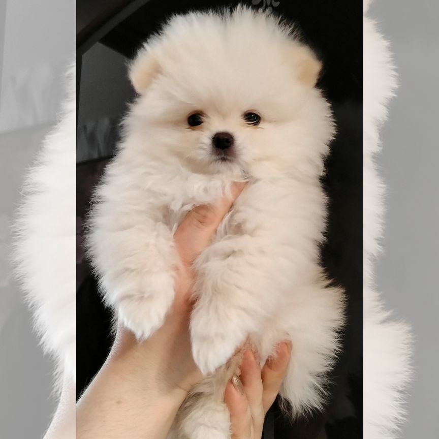 Померанский шпиц, щенок