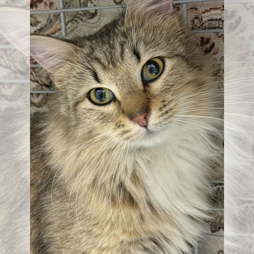 Взрослая кошка в добрые руки