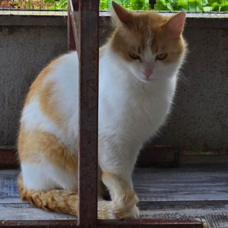 Котик ищет дом