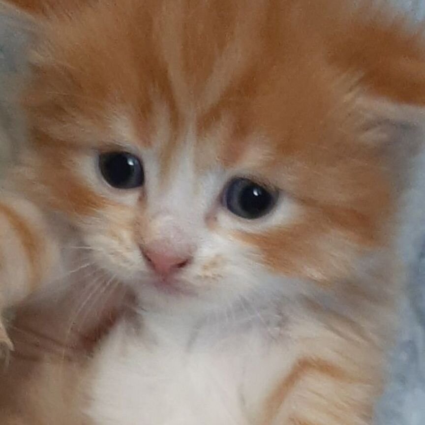 Шотландские длиношерстные котята