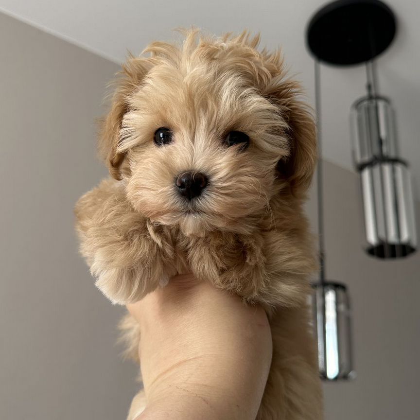 Мальтипу, щенок