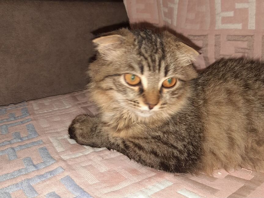Шотландские вислоухие котята