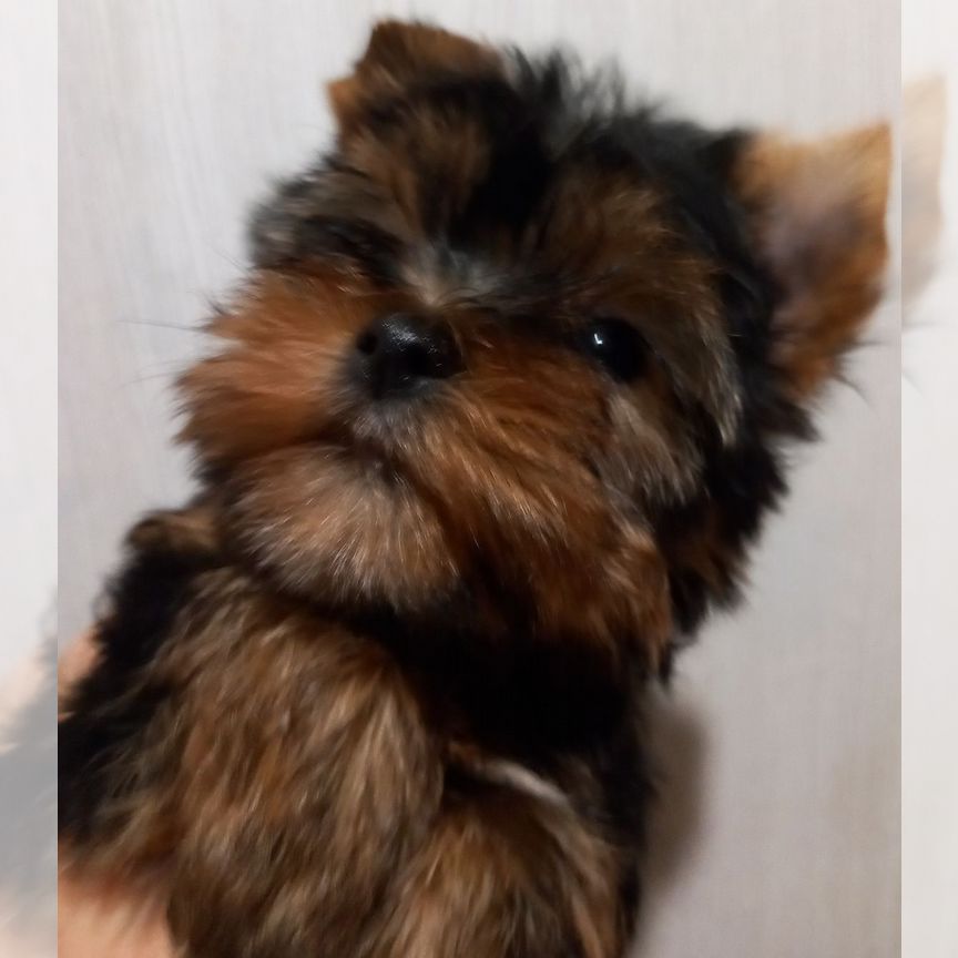 Йоркширский терьер