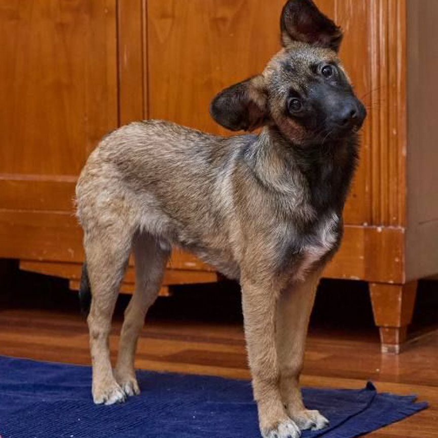 Пристраивается чудесный мальчик