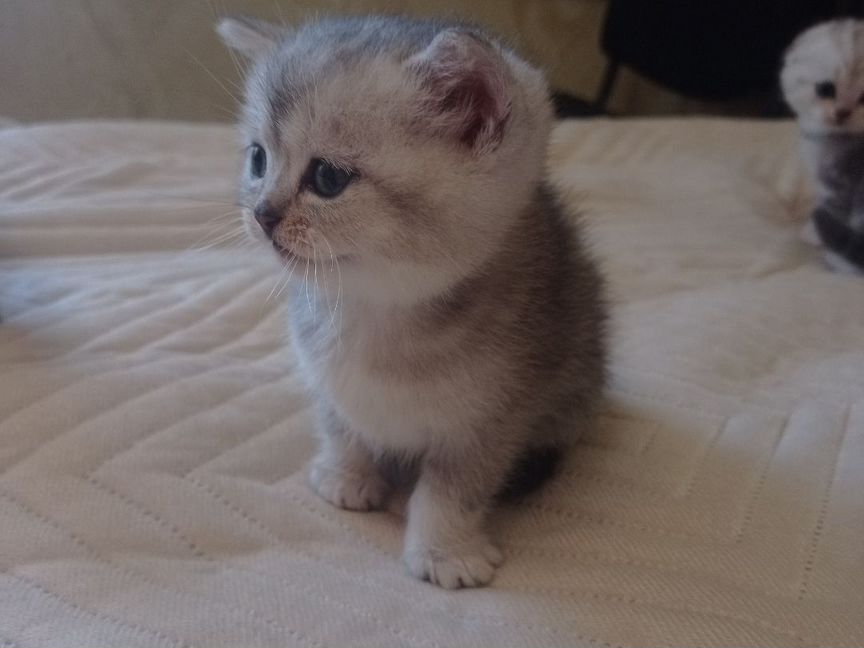 Шотландские котята