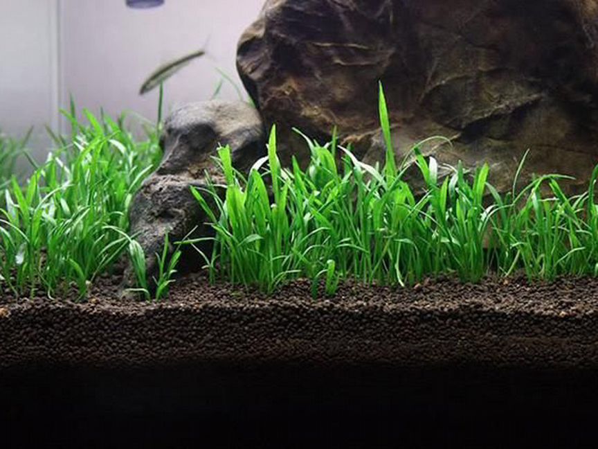 Лилеопсис бразильский Аквариумное Растение