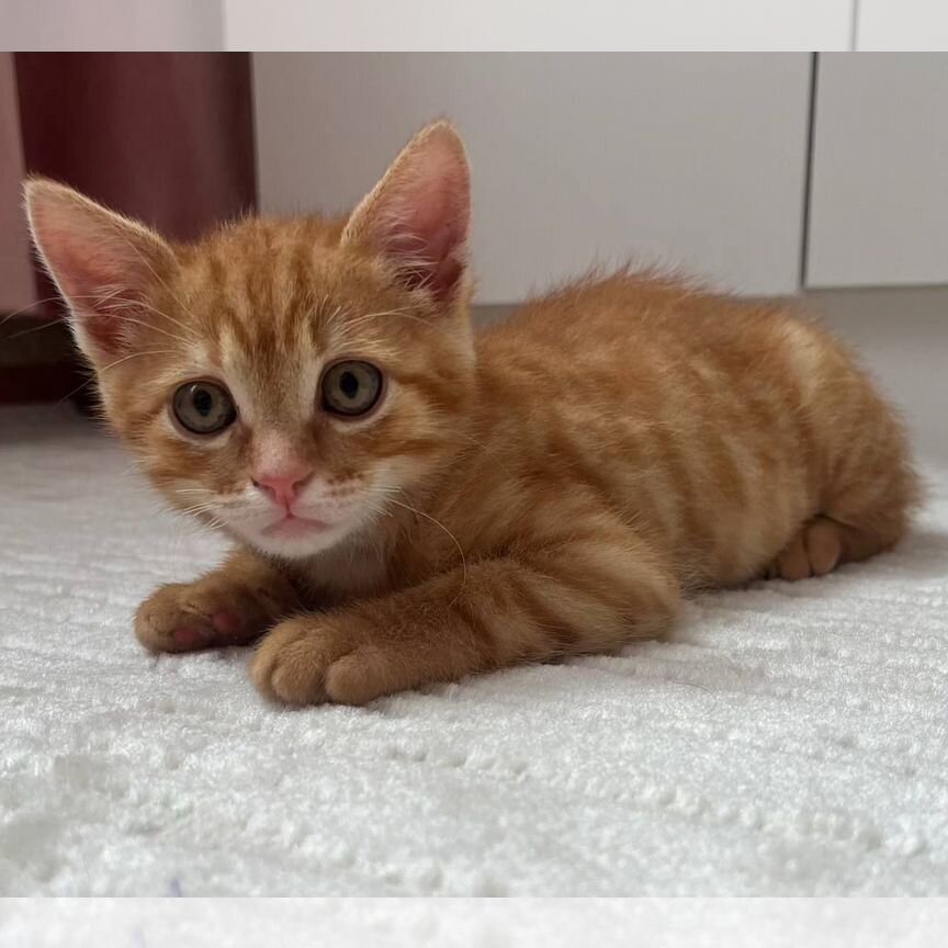 Рыжий котенок мальчик
