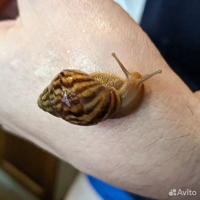Улитки ахатины маленькие