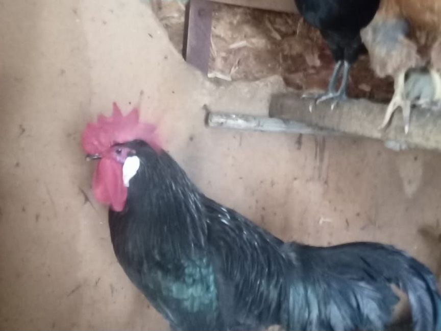 Продам петухов