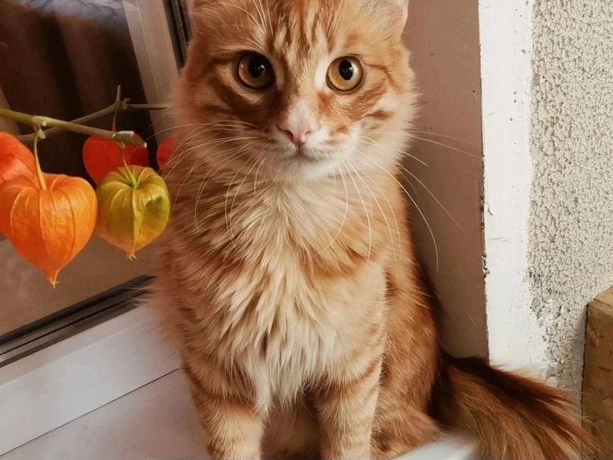 Сладкий Перчик в добрые руки