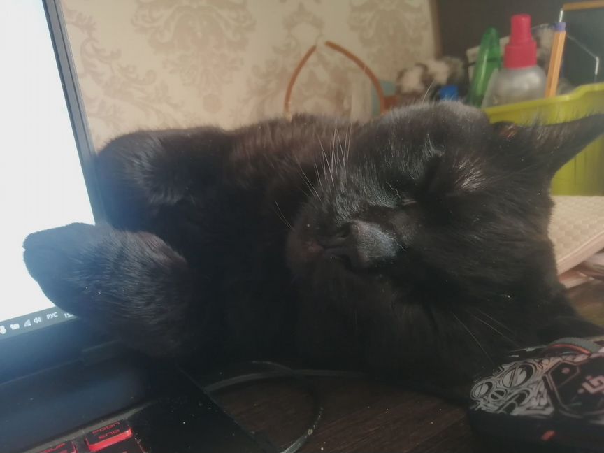 Кот в добрые руки