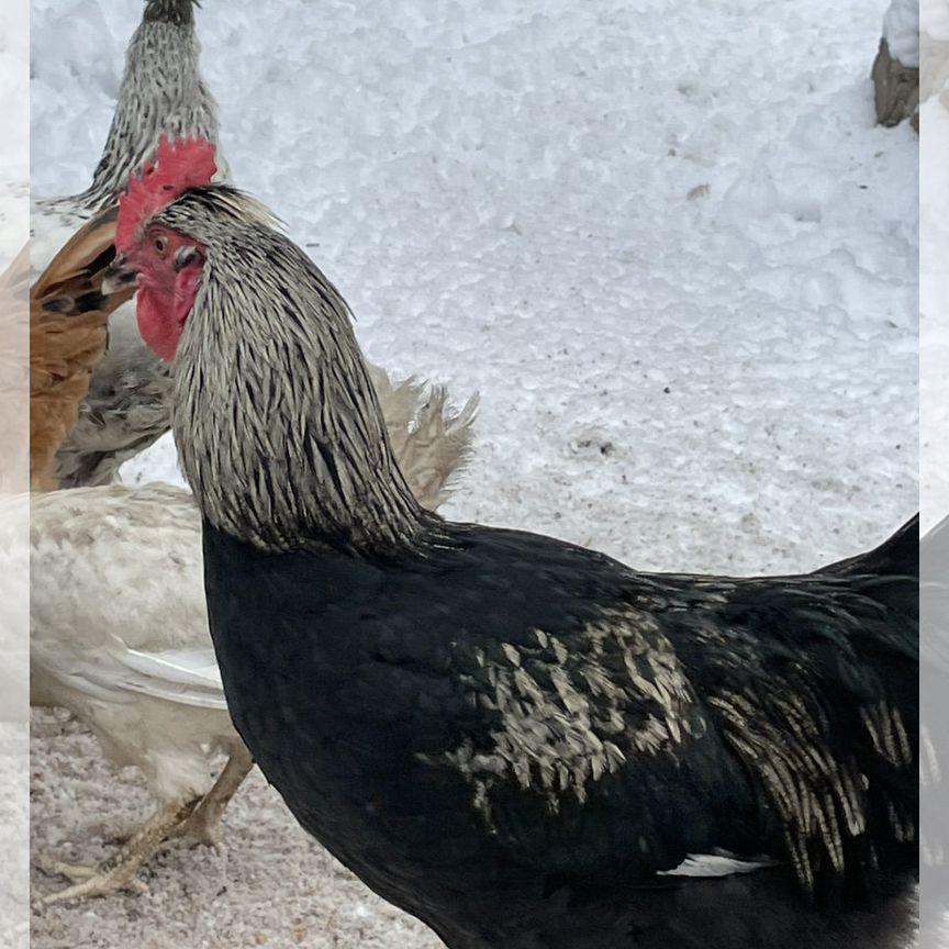 Молодые петухи