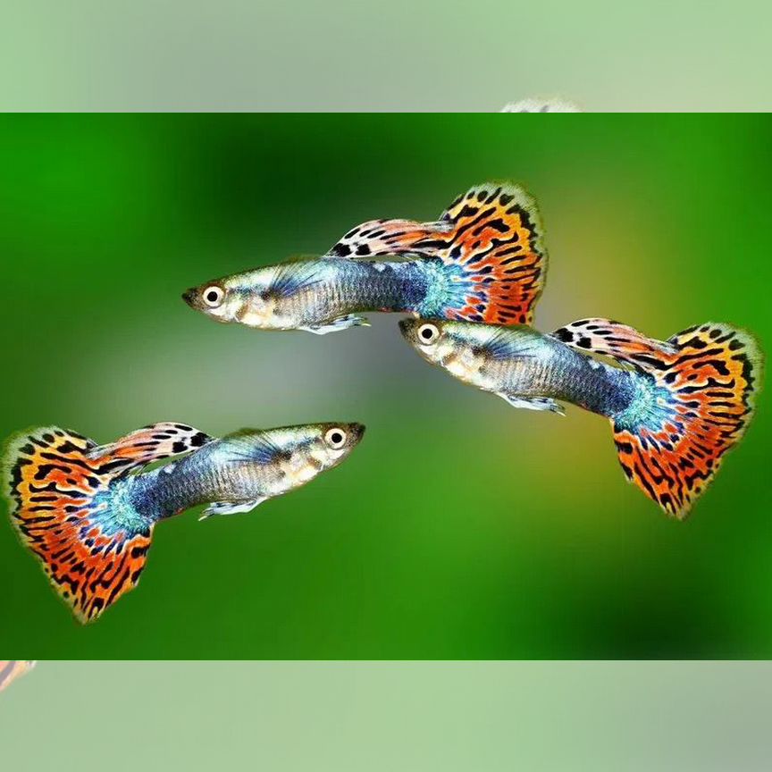 Гуппи чистая линия